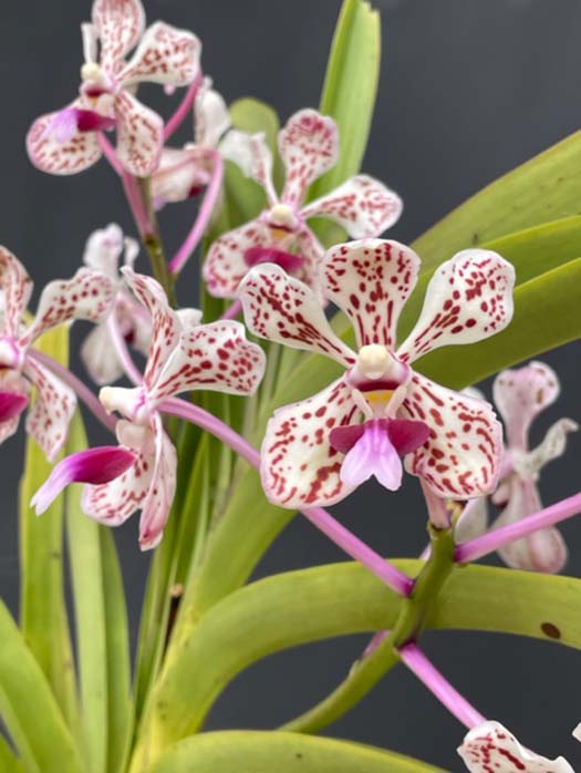 Southern California Orchid Species Society