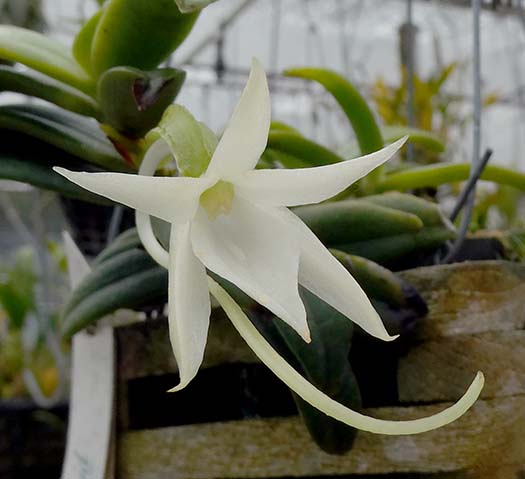 Southern California Orchid Species Society