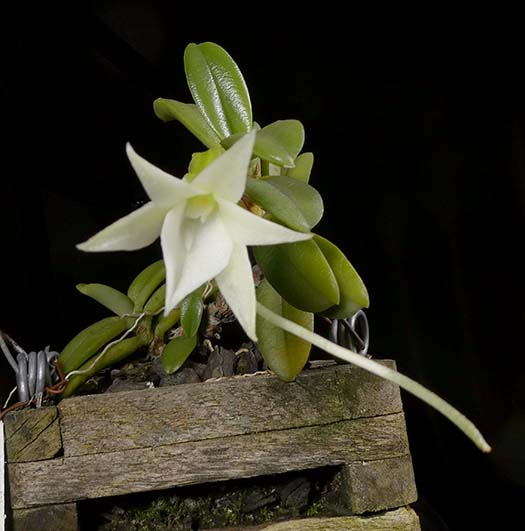 Southern California Orchid Species Society