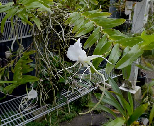 Southern California Orchid Species Society