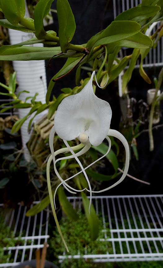 Southern California Orchid Species Society