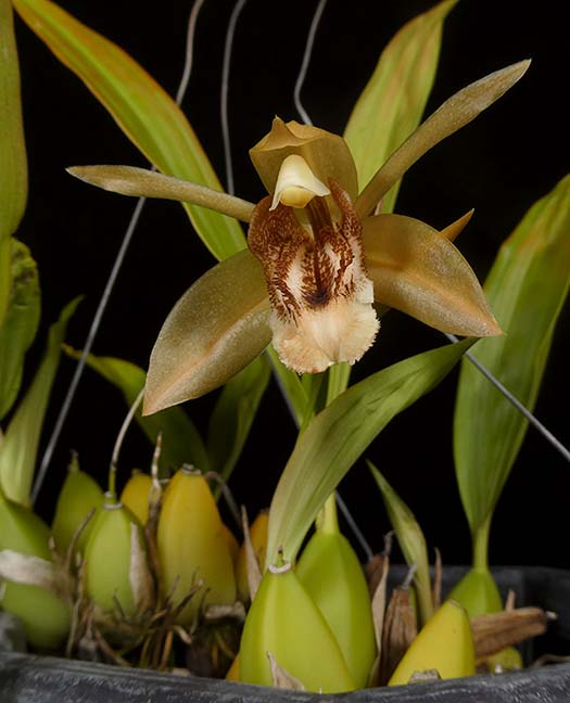 Southern California Orchid Species Society