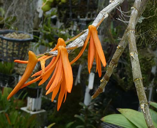 Southern California Orchid Species Society