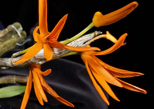 Southern California Orchid Species Society