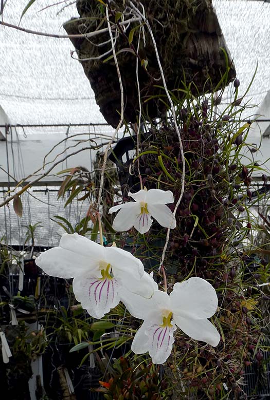 Southern California Orchid Species Society