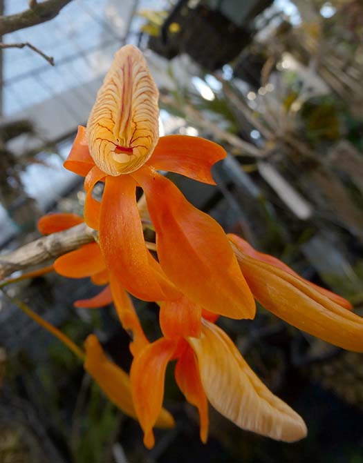Southern California Orchid Species Society