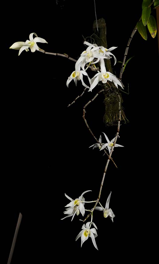 Southern California Orchid Species Society