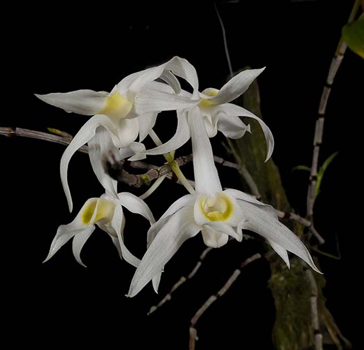 Southern California Orchid Species Society