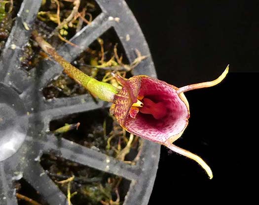 Southern California Orchid Species Society