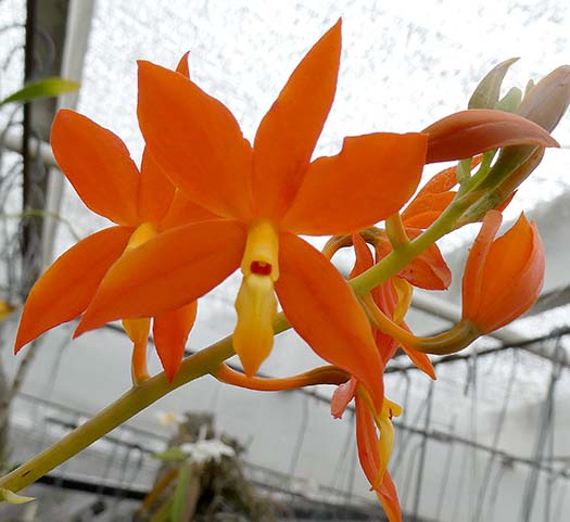 Southern California Orchid Species Society