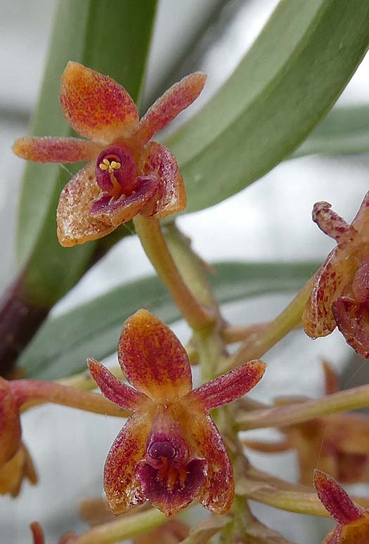 Southern California Orchid Species Society
