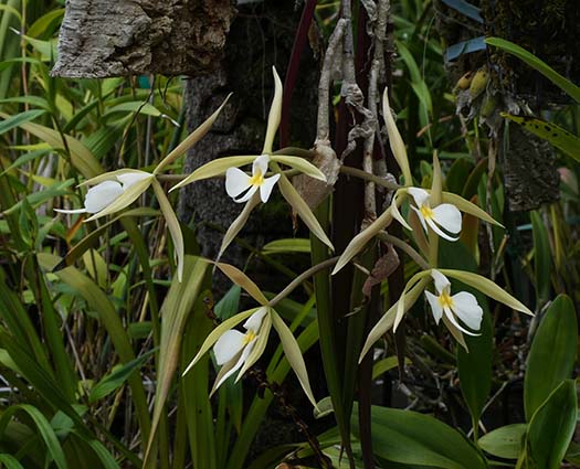Southern California Orchid Species Society