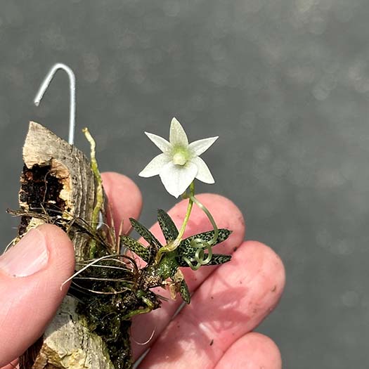 Southern California Orchid Species Society