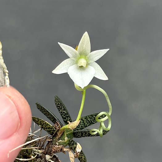 Southern California Orchid Species Society