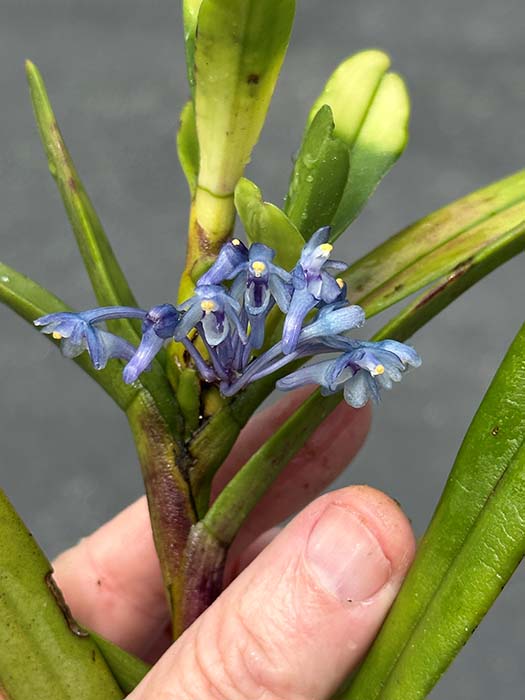 Southern California Orchid Species Society