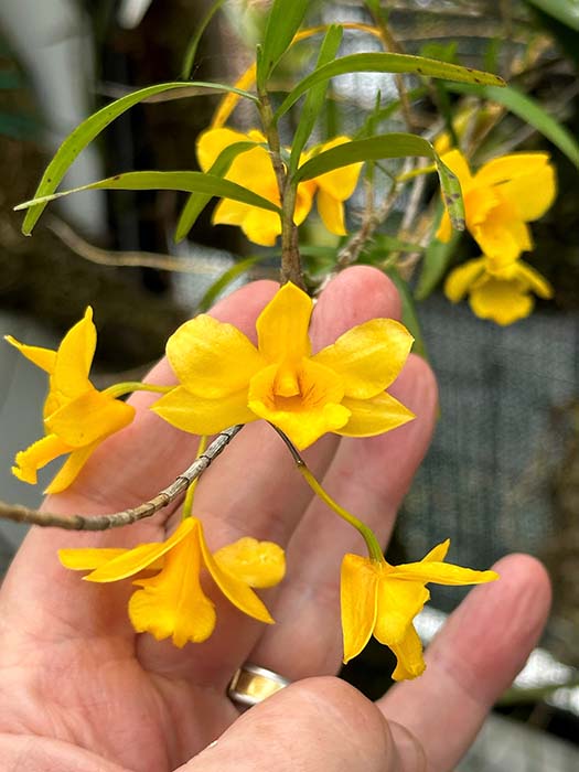 Southern California Orchid Species Society