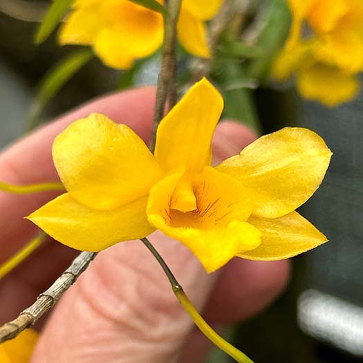Southern California Orchid Species Society