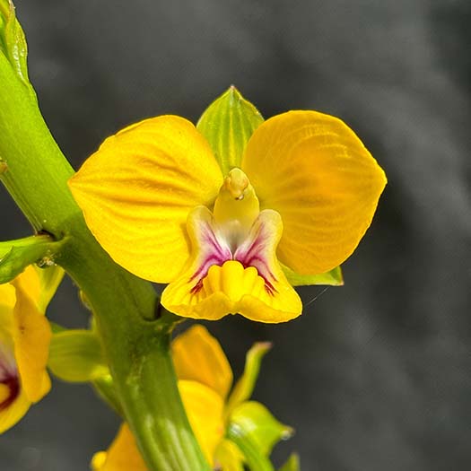 Southern California Orchid Species Society