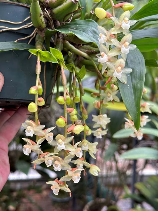 Southern California Orchid Species Society