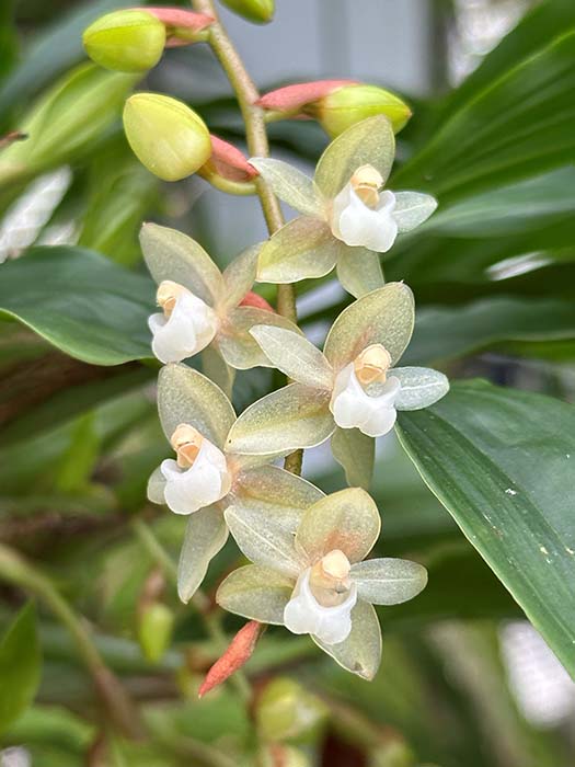 Southern California Orchid Species Society