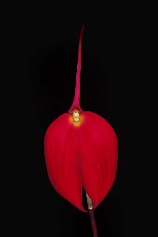 Southern California Orchid Species Society