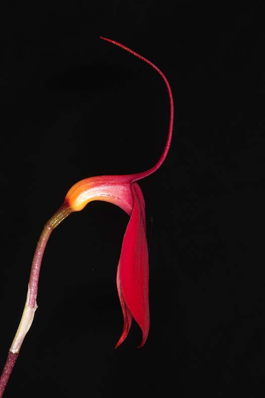 Southern California Orchid Species Society