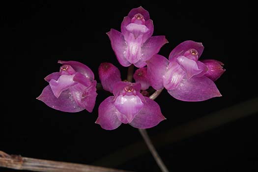 Southern California Orchid Species Society