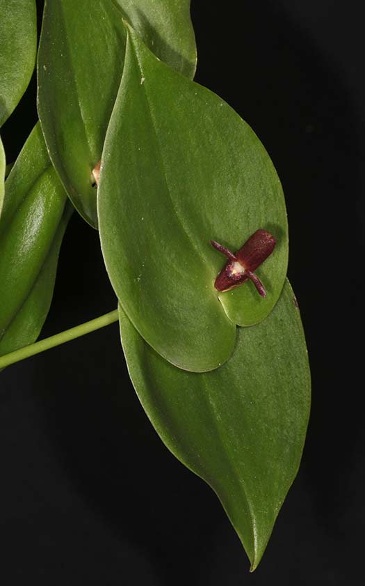 Southern California Orchid Species Society