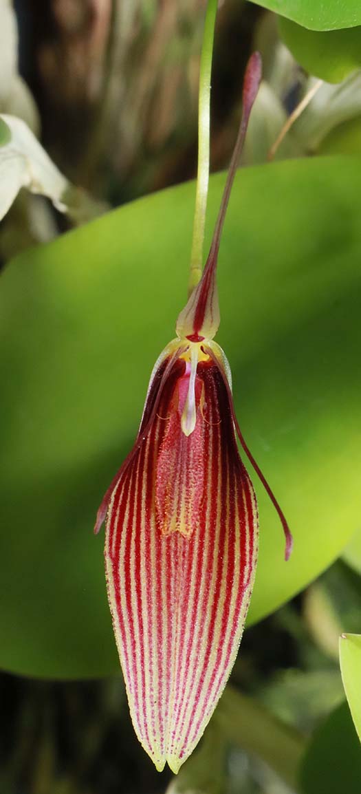 Southern California Orchid Species Society