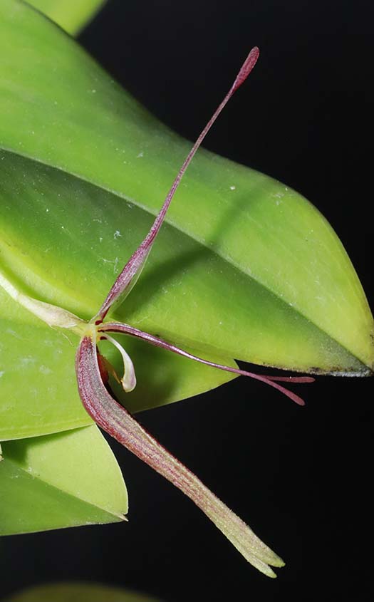 Southern California Orchid Species Society