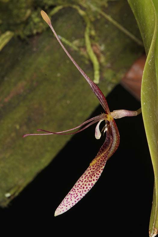 Southern California Orchid Species Society