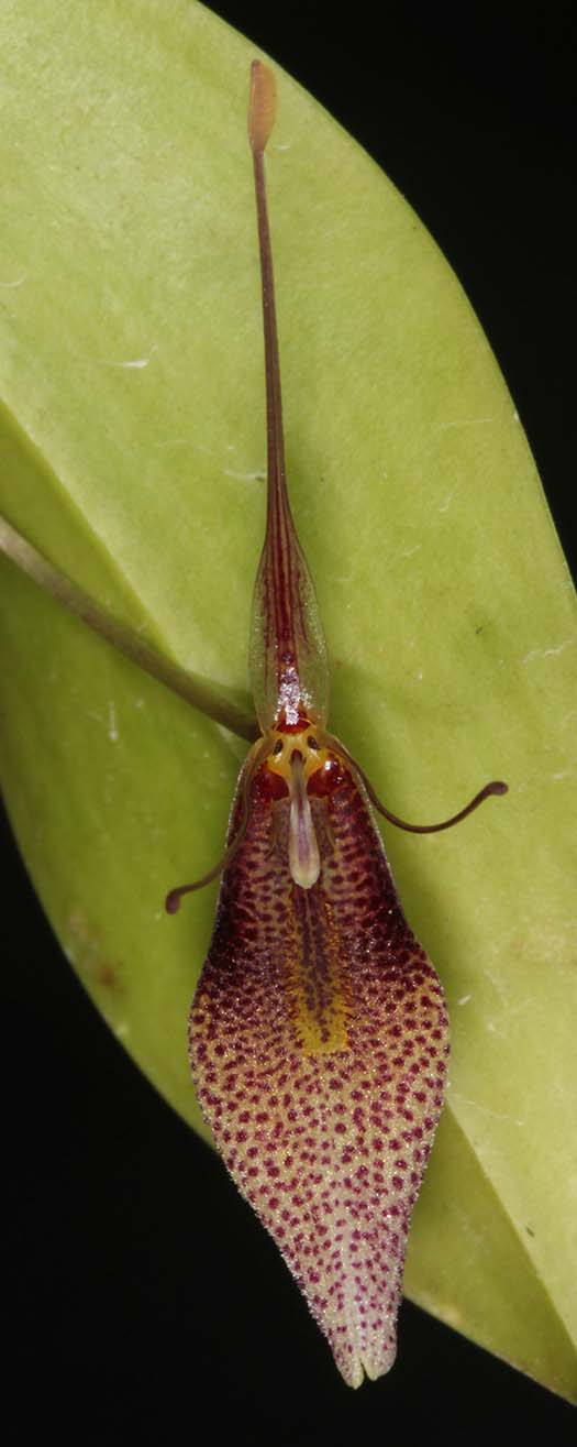 Southern California Orchid Species Society