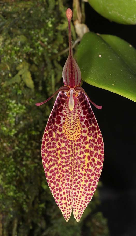 Southern California Orchid Species Society