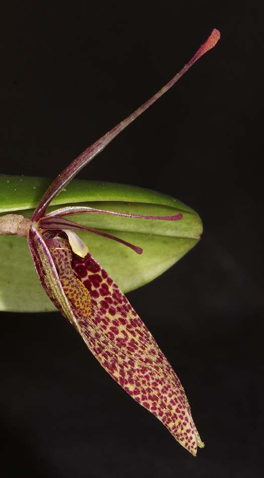 Southern California Orchid Species Society