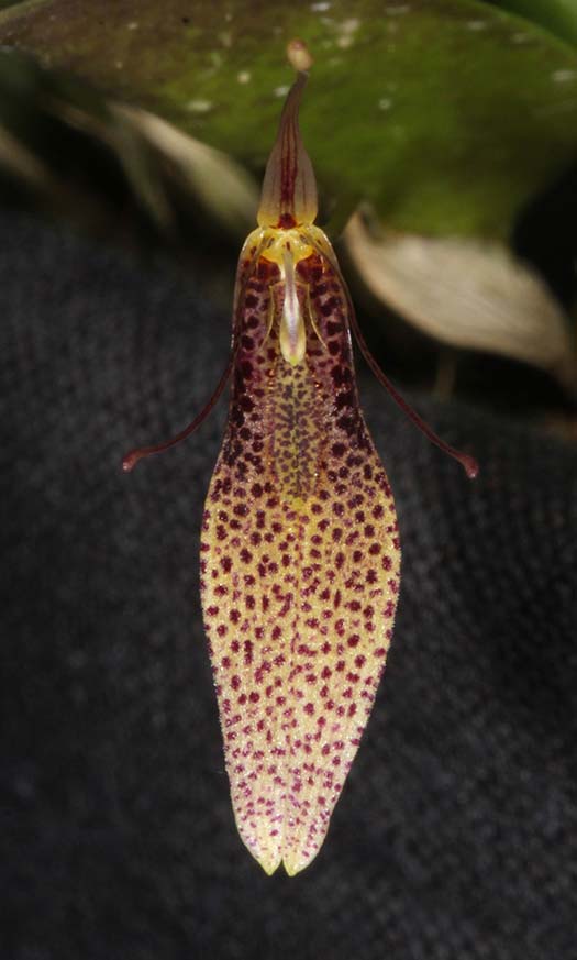 Southern California Orchid Species Society