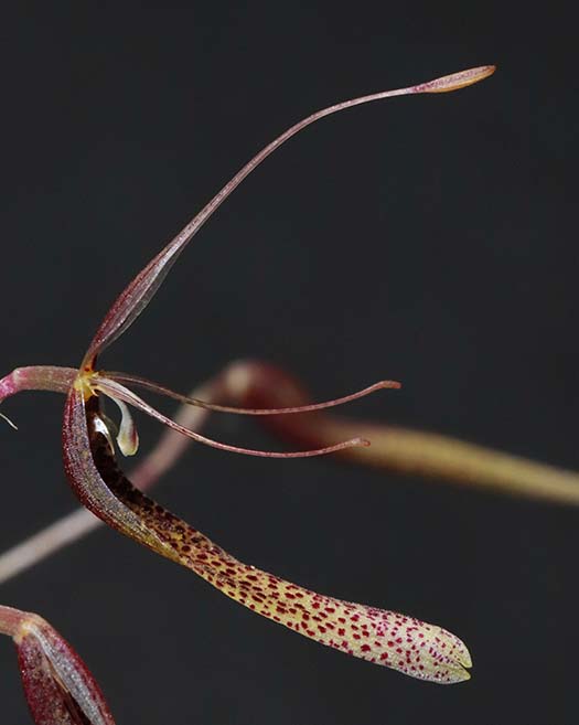 Southern California Orchid Species Society