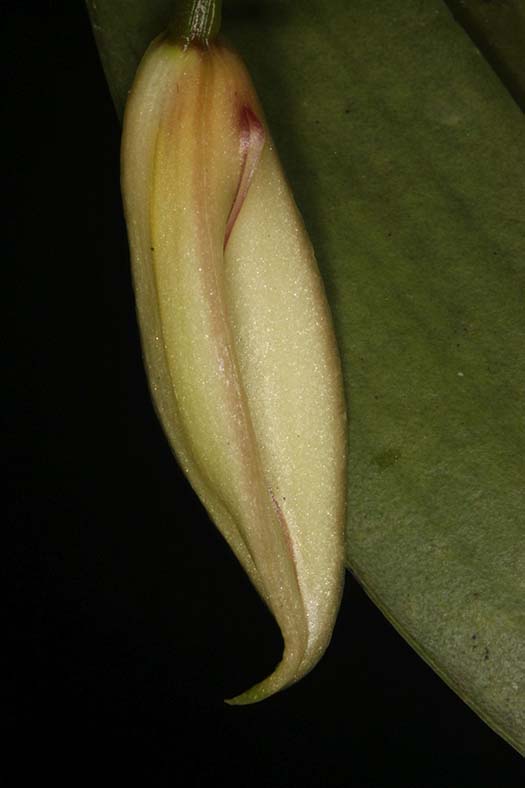 Southern California Orchid Species Society