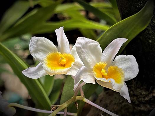 Southern California Orchid Species Society