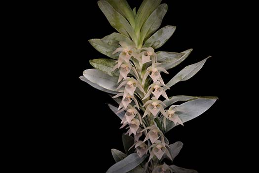 Southern California Orchid Species Society