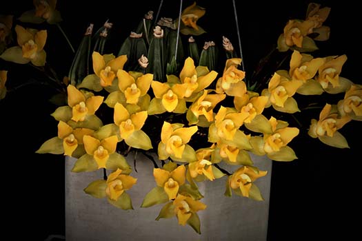 Southern California Orchid Species Society