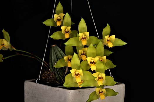 Southern California Orchid Species Society