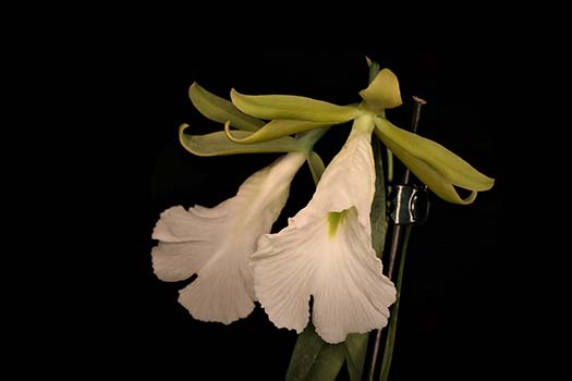 Southern California Orchid Species Society