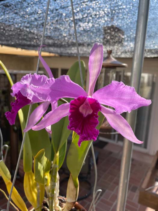 Southern California Orchid Species Society