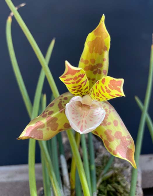 Southern California Orchid Species Society