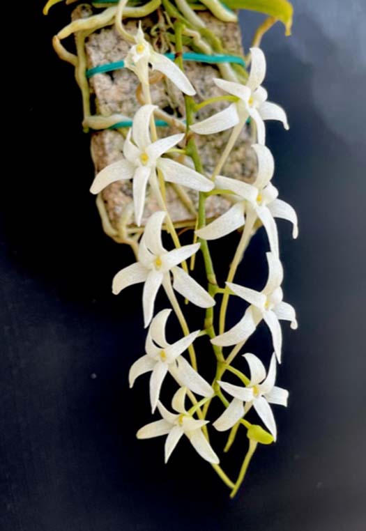 Southern California Orchid Species Society