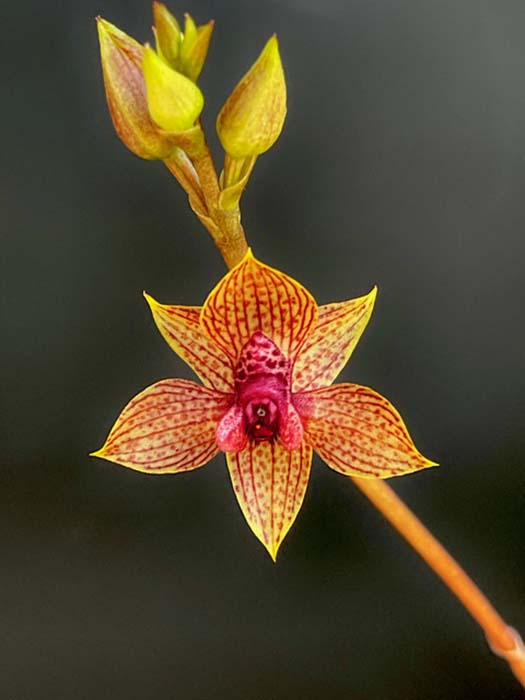 Southern California Orchid Species Society