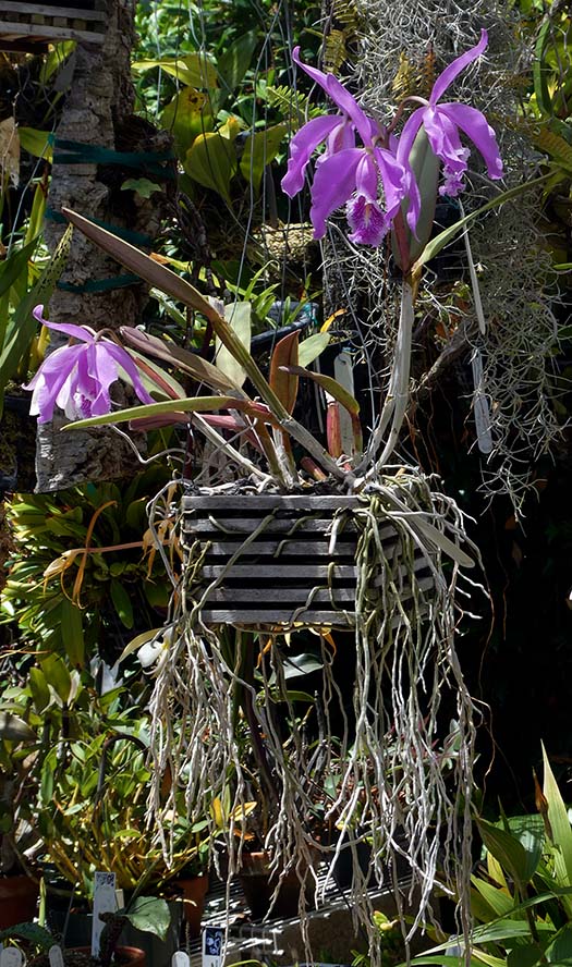 Southern California Orchid Species Society