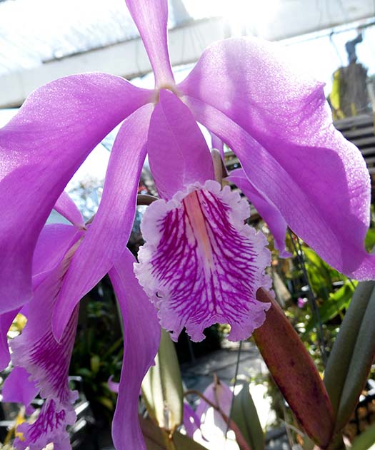 Southern California Orchid Species Society