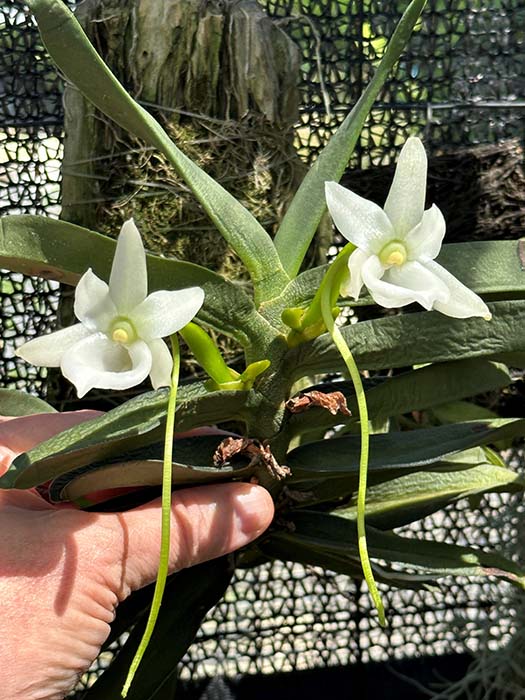 Southern California Orchid Species Society