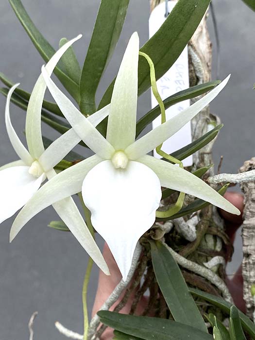 Southern California Orchid Species Society